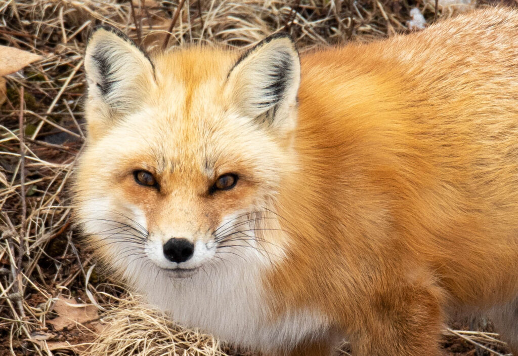 Foxes, the Rodeo, and the 4th of July